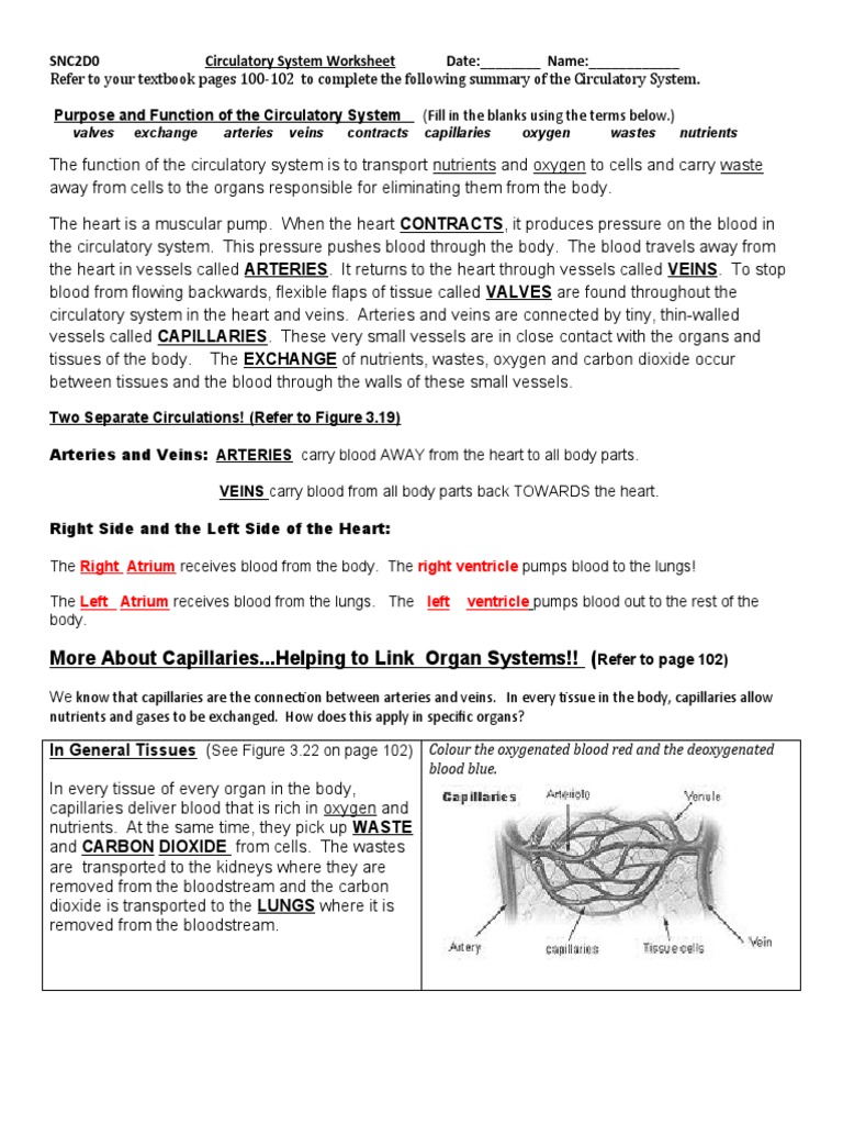 8a. Circulatory System ws2 W Solutions | PDF