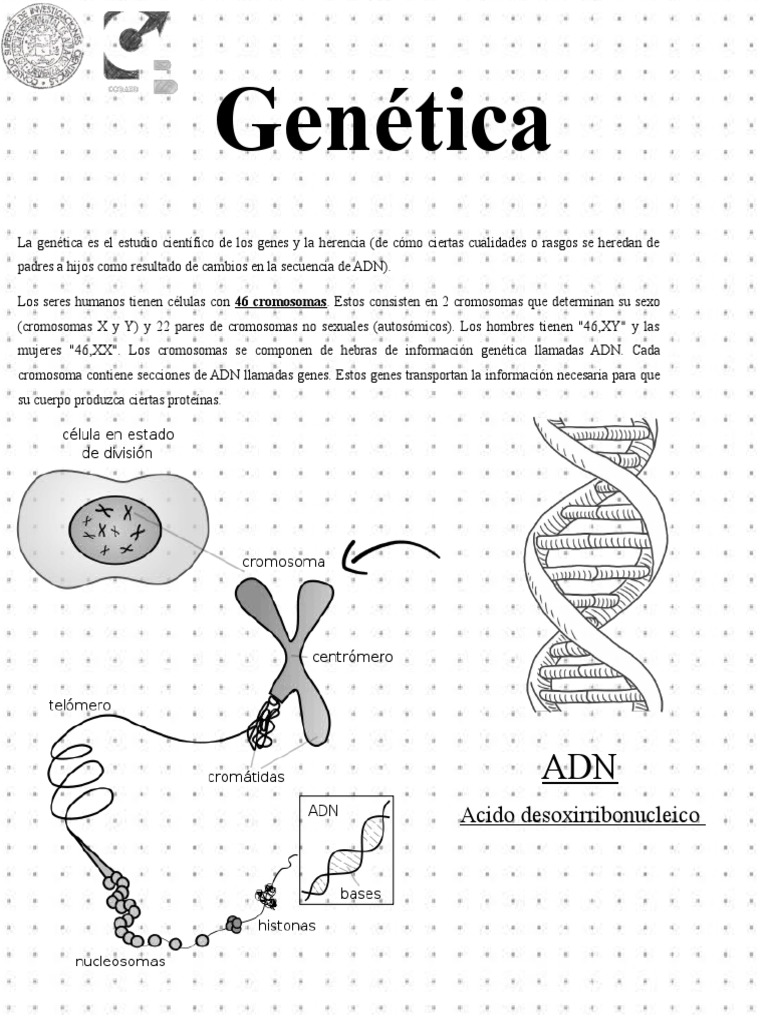 Genética | PDF | Alelo | Dominancia (Genética)