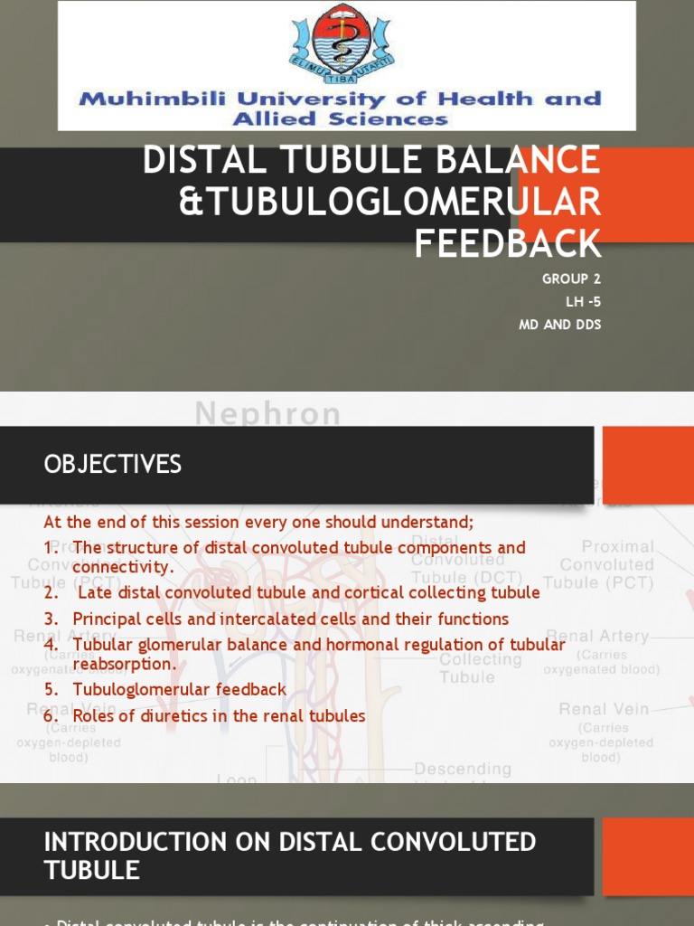 Distal Tubule Function & Feedback Mechanisms | PDF | Angiotensin | Anatomy