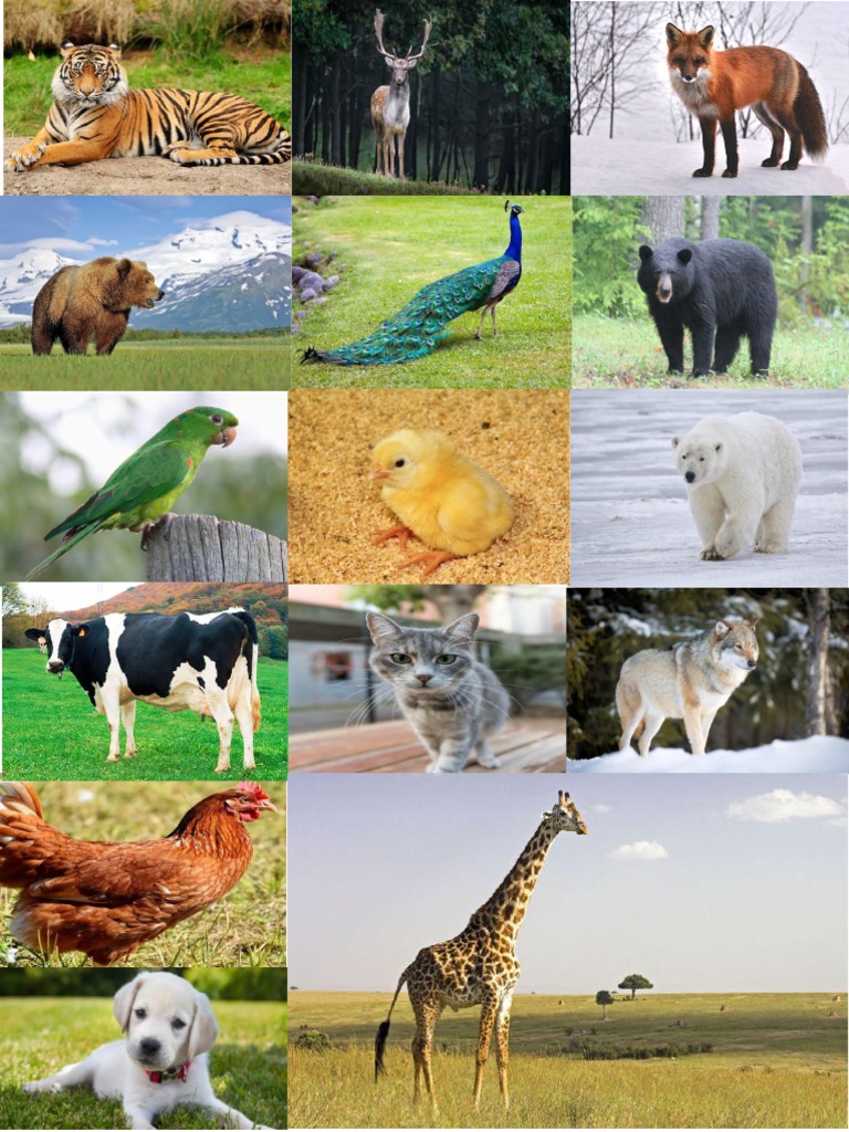 Imagenes de Animales | PDF