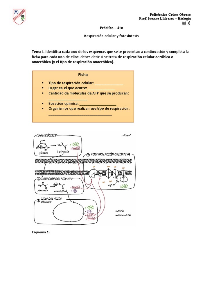 Práctica (Fotosíntesis y Respiración Celular) | PDF