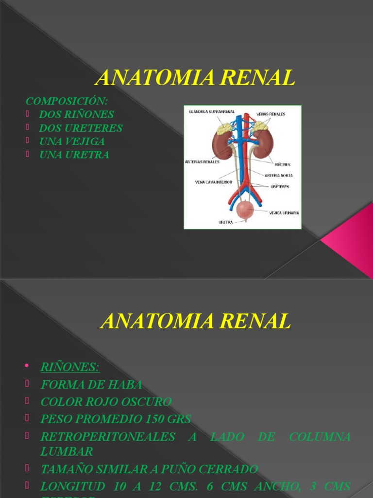 2. ANATOMIA RENAL PRESENTACION.pptx | PDF | Riñón | Sistema endocrino