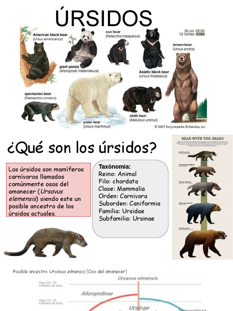 Ursidae | PDF