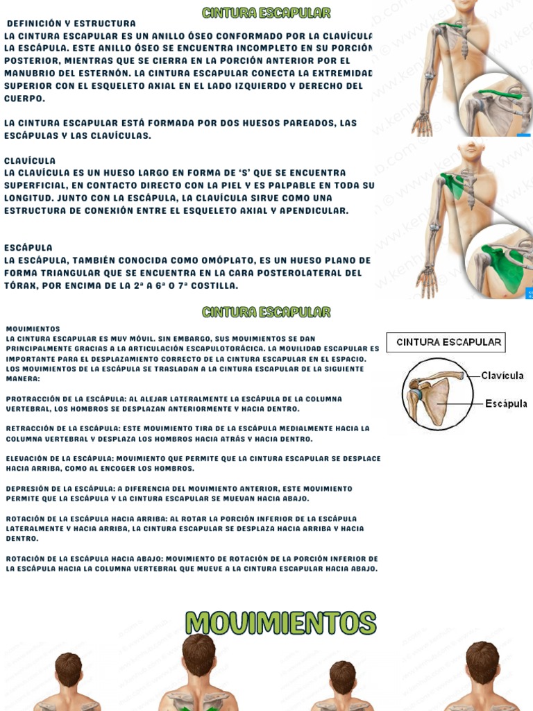Movimientos de la Cintura Escapular | PDF