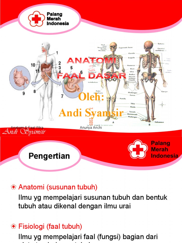 Anatomi & Faal | PDF