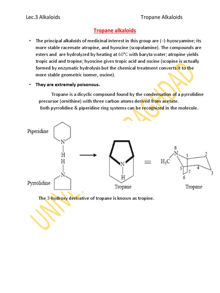 Tropane Alkaloids: Synthesis and Uses | PDF | Science & Mathematics