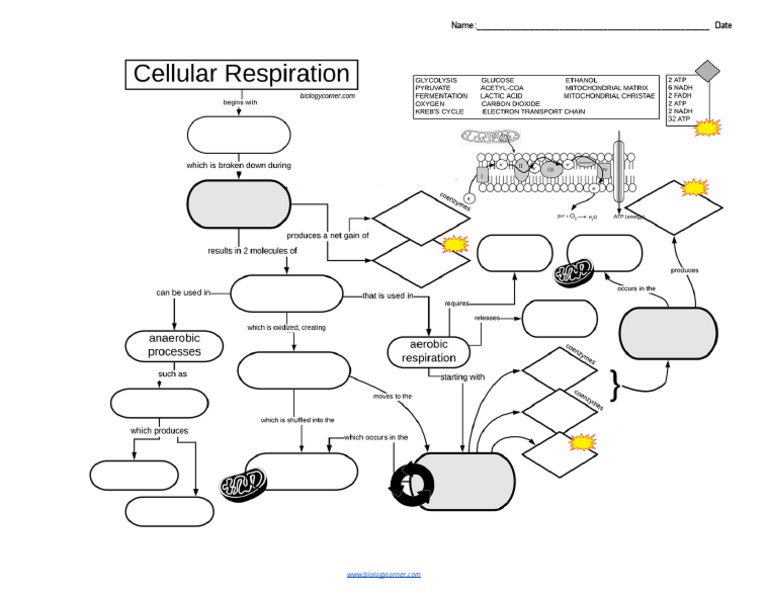 Cellular Respiration Graphic Organizer.pdf | PDF