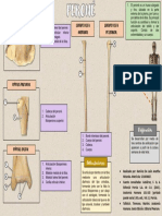 Anatomía de la Tibia y Peroné | PDF | Sistema esquelético | Anatomía humana