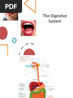 The Journey of A Cheese Sandwich! | PDF | Digestion | Digestive System