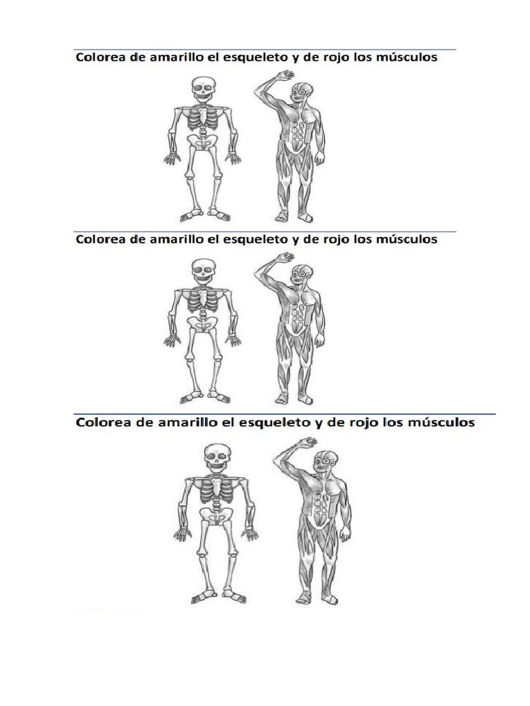 colorea los musculos y huesos | PDF