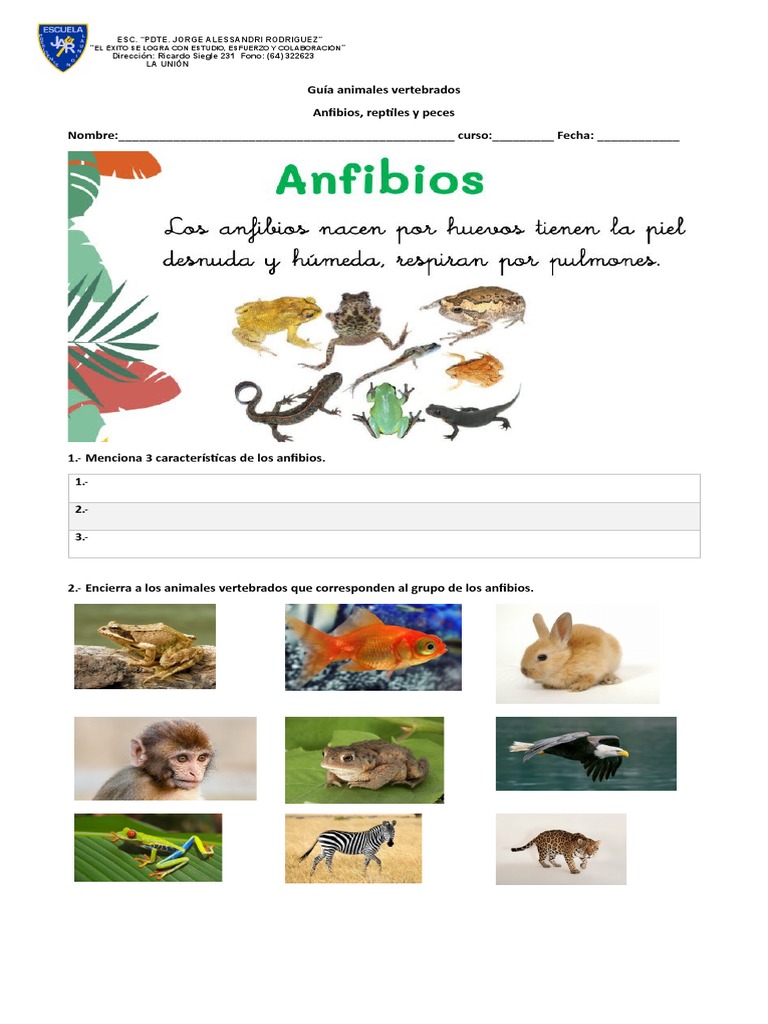 Guía de Vertebrados: Anfibios y Reptiles | PDF | Ciencias sociales ...