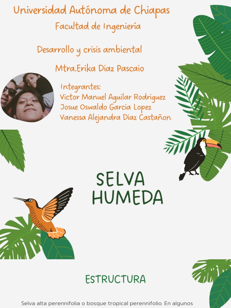 Características de la Selva Húmeda en México | PDF | Selva | Entorno ...