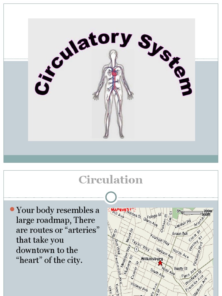 Circulatory System | PDF