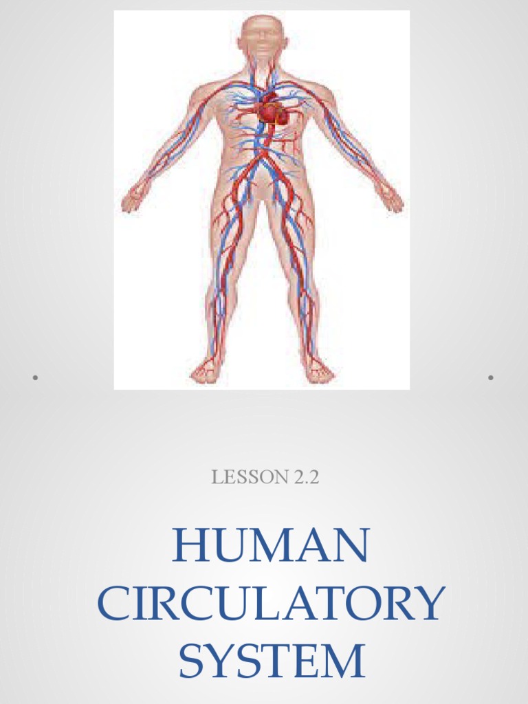 Human Circulatory System L2.2 | PDF | Blood | Red Blood Cell