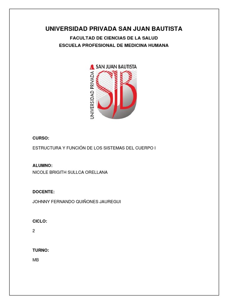Estructura y Función del Cerebelo | PDF | Ciencia y matemáticas
