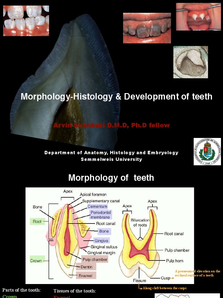 Tooth Morphology and Histology Overview | PDF | Language Arts ...