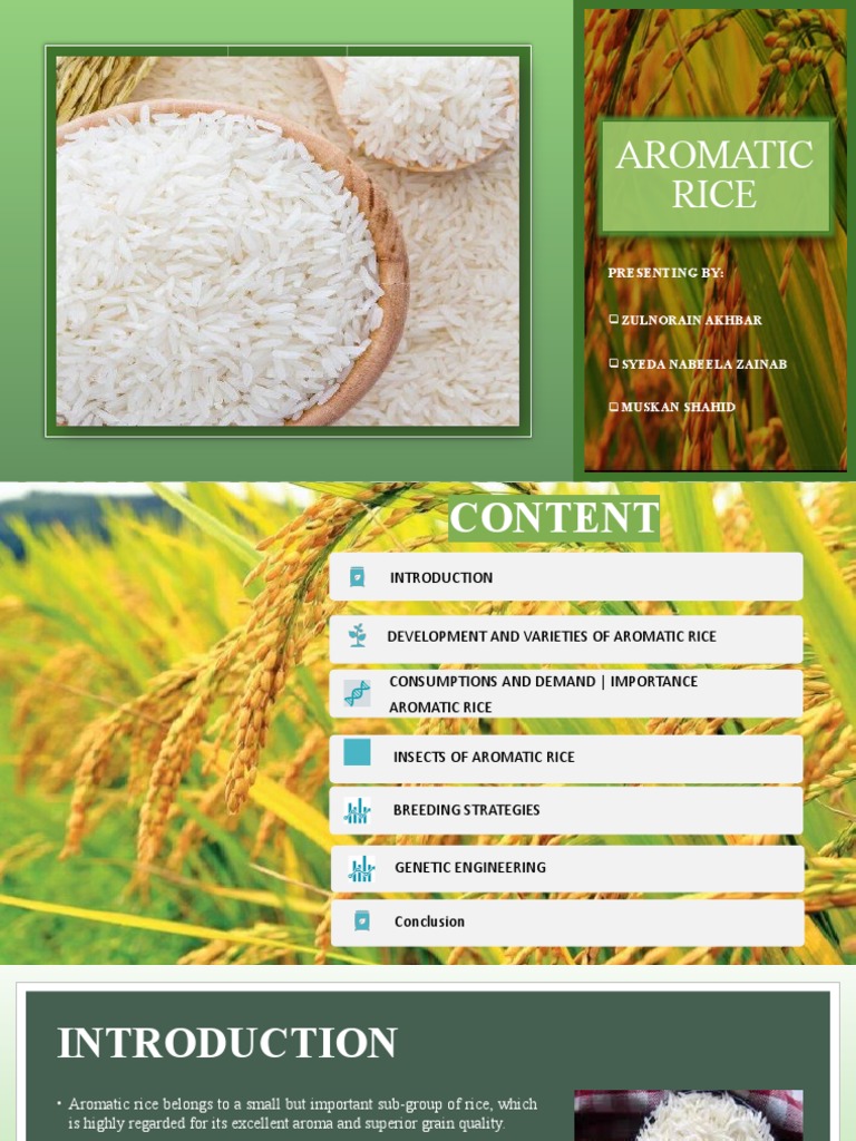 Aromatic Rice | PDF