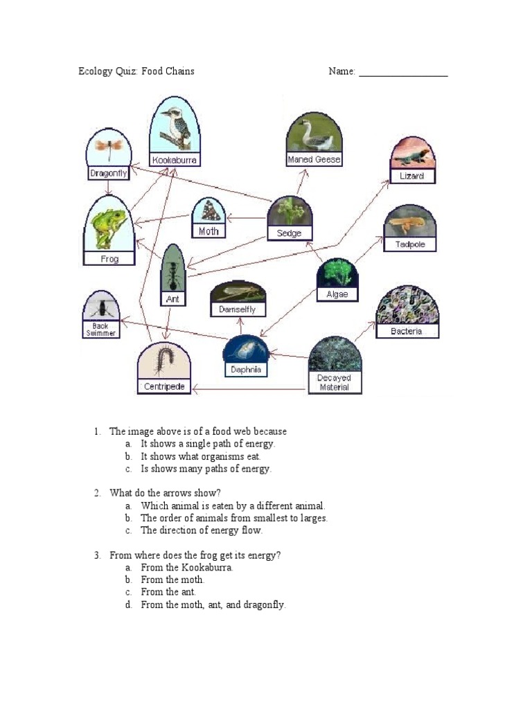 Ecology Quiz - Food Webs10 | PDF | Science & Mathematics