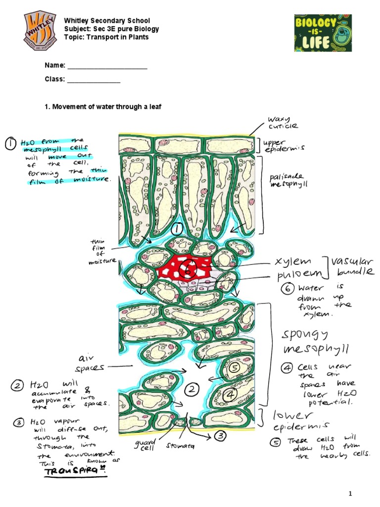 Movement of Water Through A Leaf Worksheet | PDF
