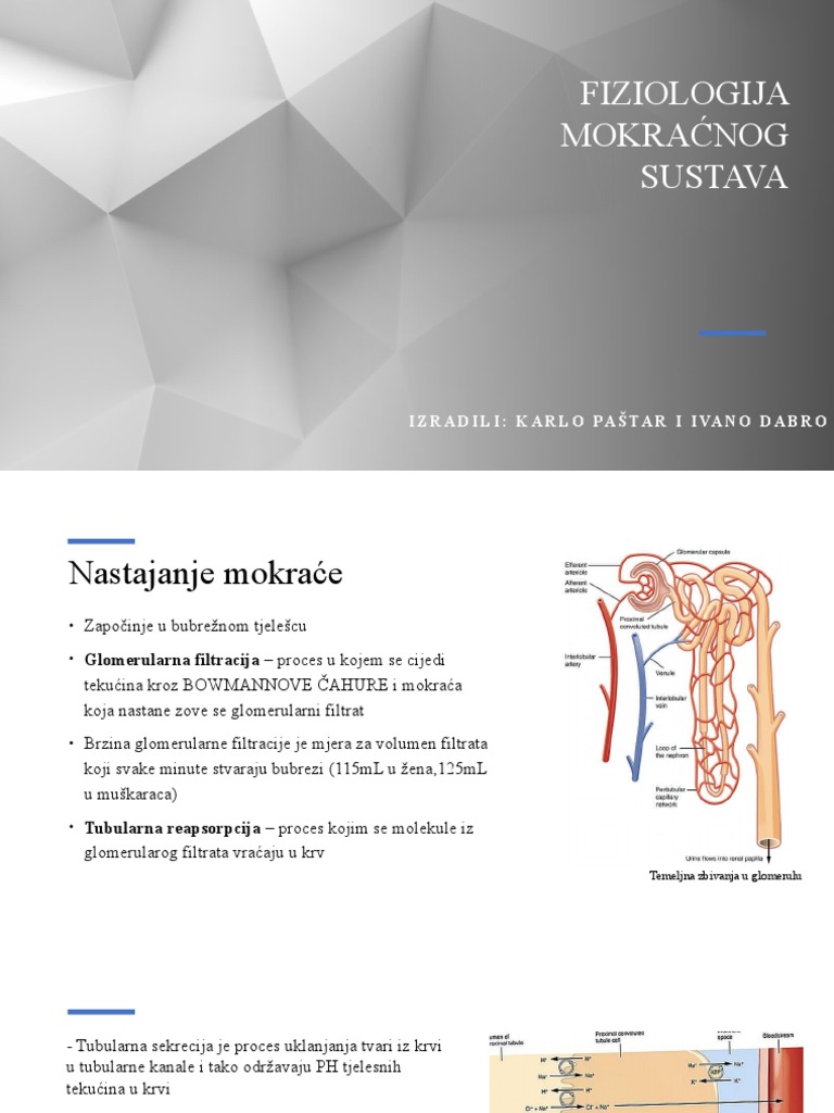 Fiziologija Mokraćnog Sustava | PDF