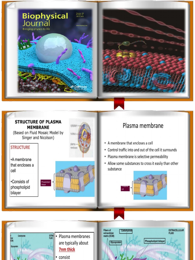 Cell Membrane | PDF