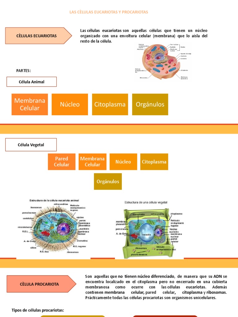 Célula Eucariota y ProcariotA.pptx | PDF