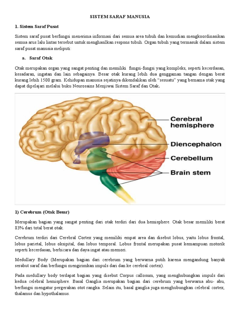 Gambar-Gambar Sistem Saraf Manusia | PDF