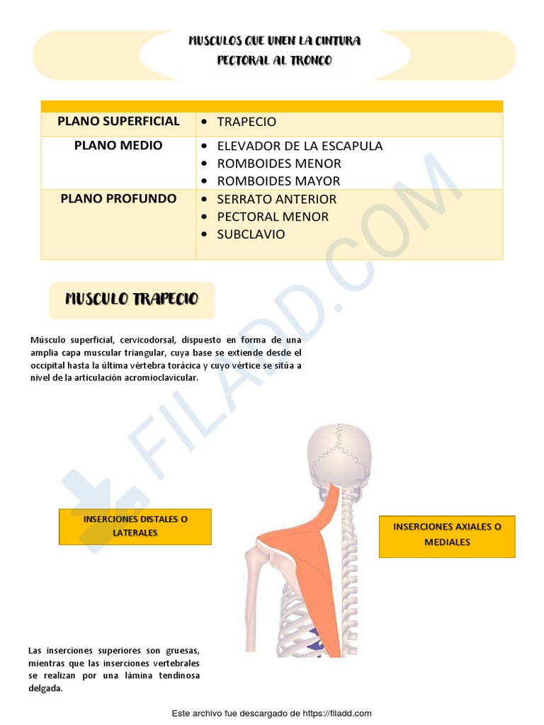 Anatomía del Músculo Pectoral Mator | PDF