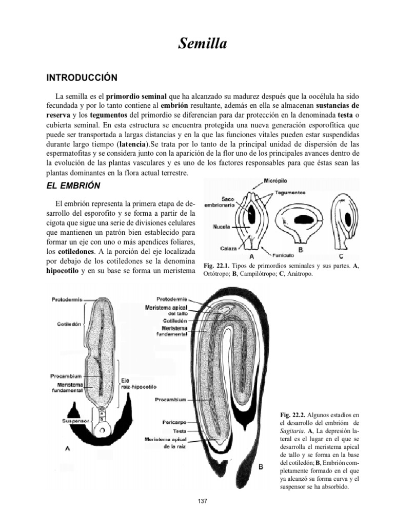 Estructura y Función de la Semilla | PDF