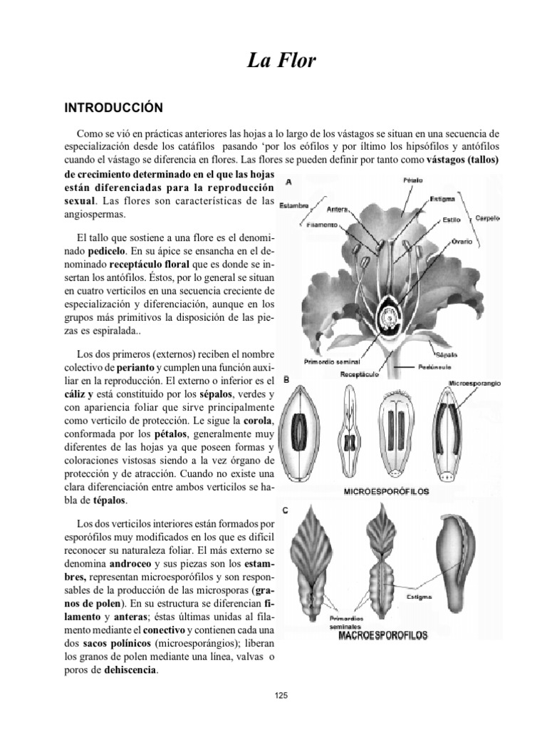 Práctica 14. Flor e Inflorescencia PDF | PDF