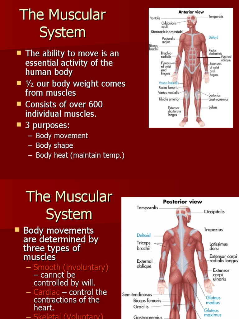 ATS-11 - Muscular System - JM | PDF