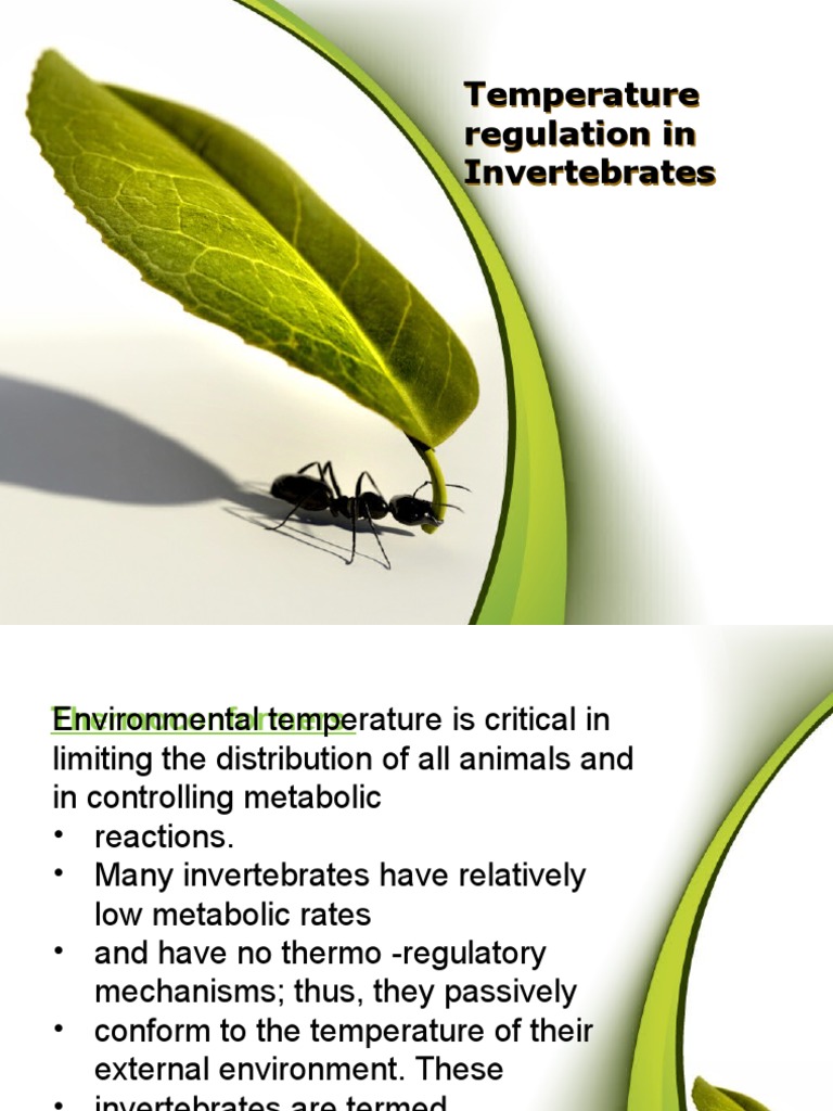 Temperature Regulation in Invertebrates | PDF | Thermoregulation | Insects