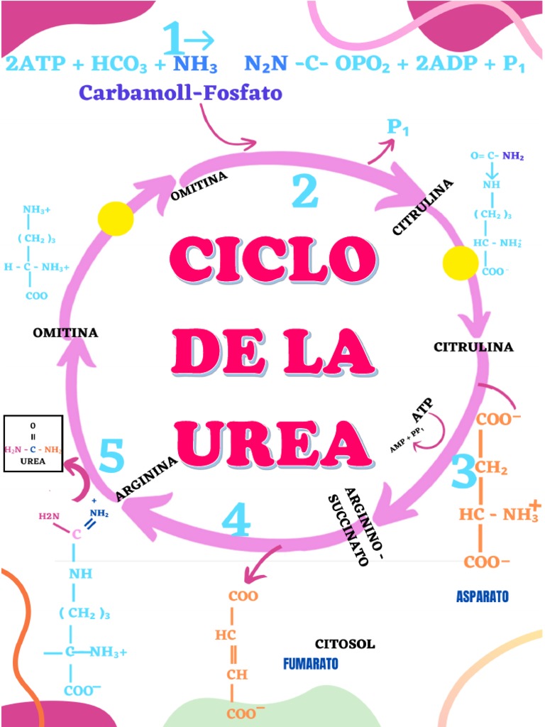 Diagrama Ciclo de La Urea PDF | PDF