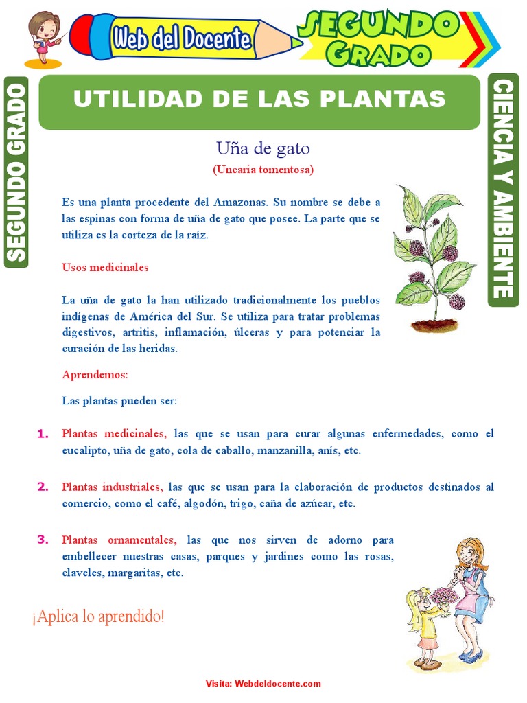 Utilidad de Las Plantas para Segundo Grado de Primaria | PDF
