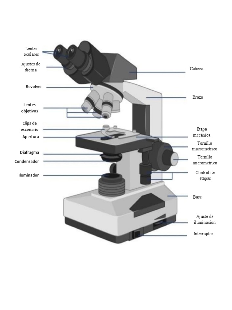 Microscopio Optico | PDF