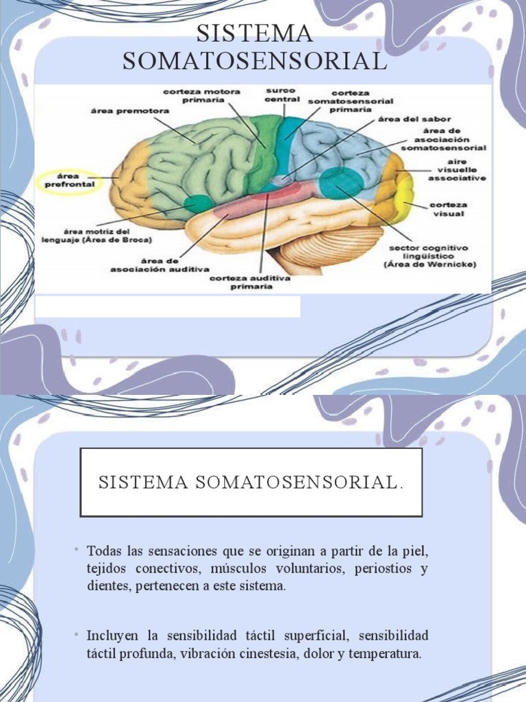 Sistema Somatosensorial | PDF