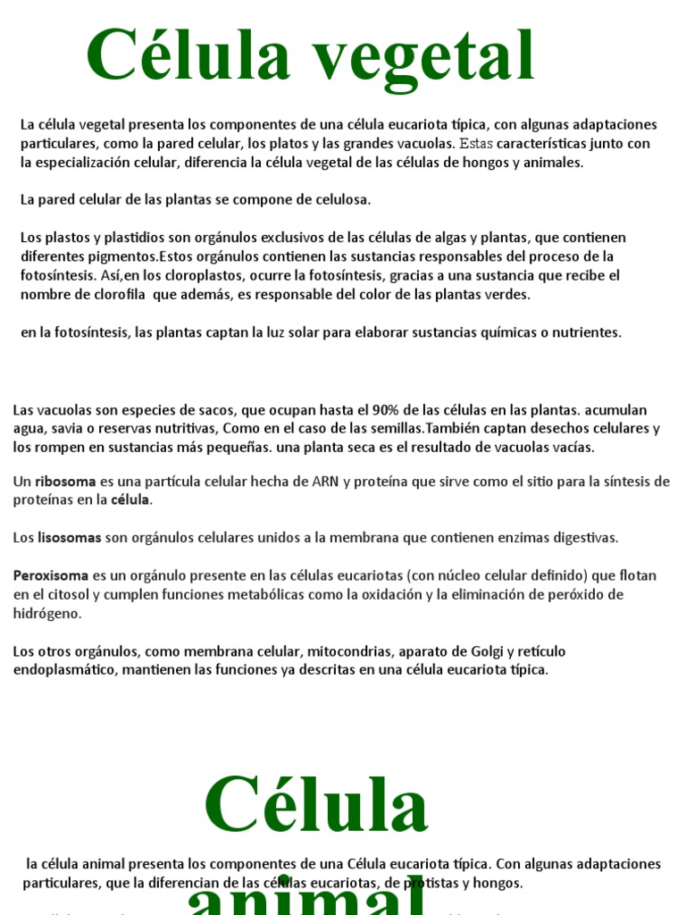Célula Vegetal y Animal | PDF