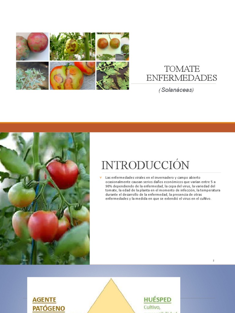 Enfermedades en Tomate | PDF | Patata | Virus