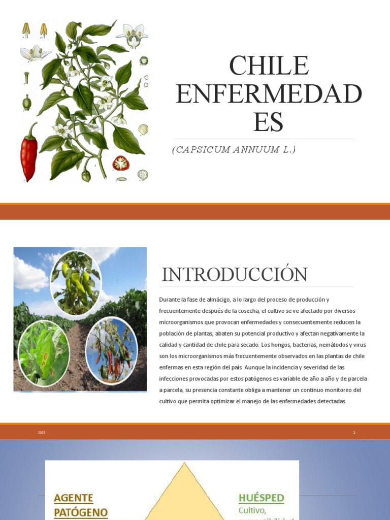 Enfermedades en Chile | PDF