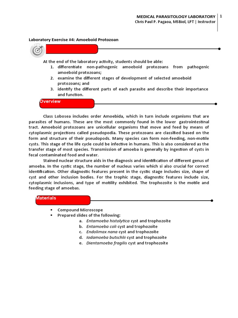 Amoeboid Protozoan Activity 4 | PDF | Organisms | Microbiology