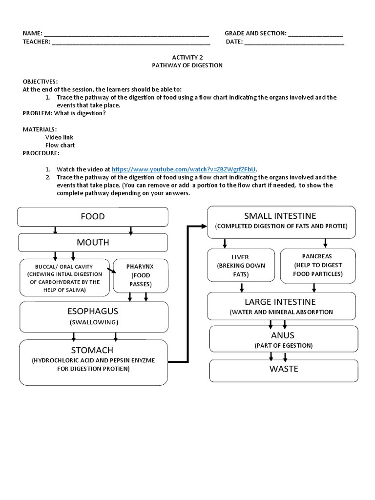 Digestive System Activity Final | PDF | Digestion | Small Intestine