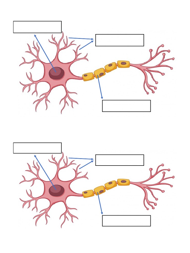 Neurona 02 PDF | PDF