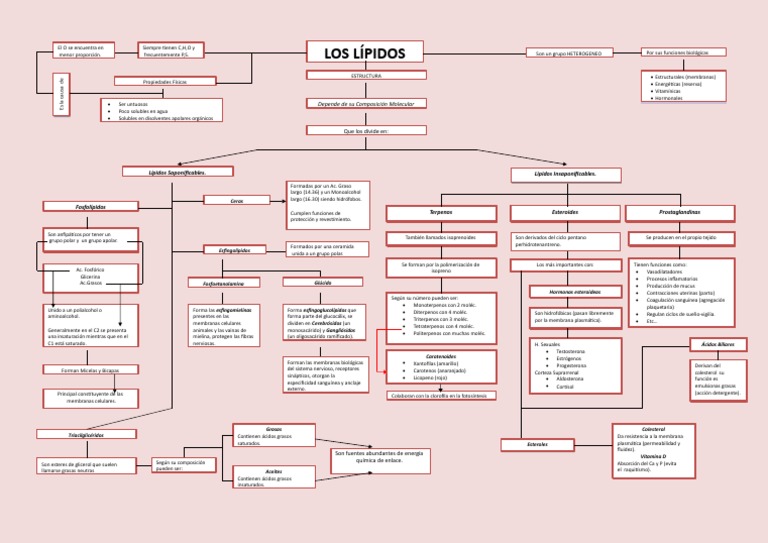 Mapa Conceptual de Los Lipidos 4 | PDF