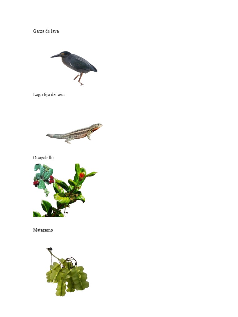 Flora y Fauna Isla Santa Cruz | PDF