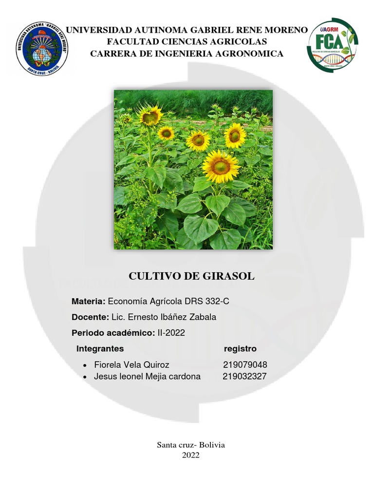 Cultivo Girasol | PDF | Petróleo | Siembra