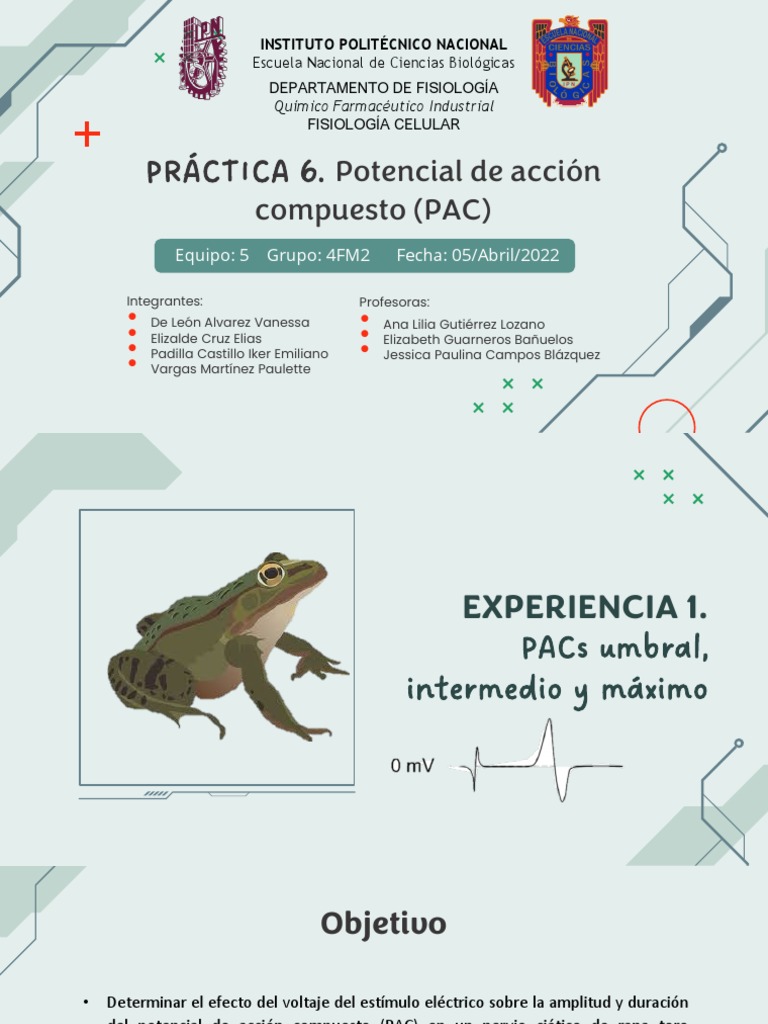 SEMINARIO 6. Fisiología PDF | PDF