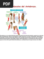 Anatomía Del Hueso Del Húmero Del Perro AnatomyLearner - El Lugar para ...