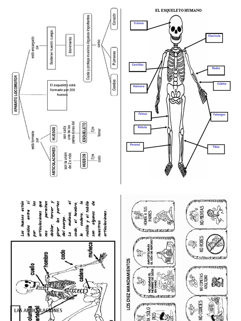 Ficha El Esqueleto Pdf