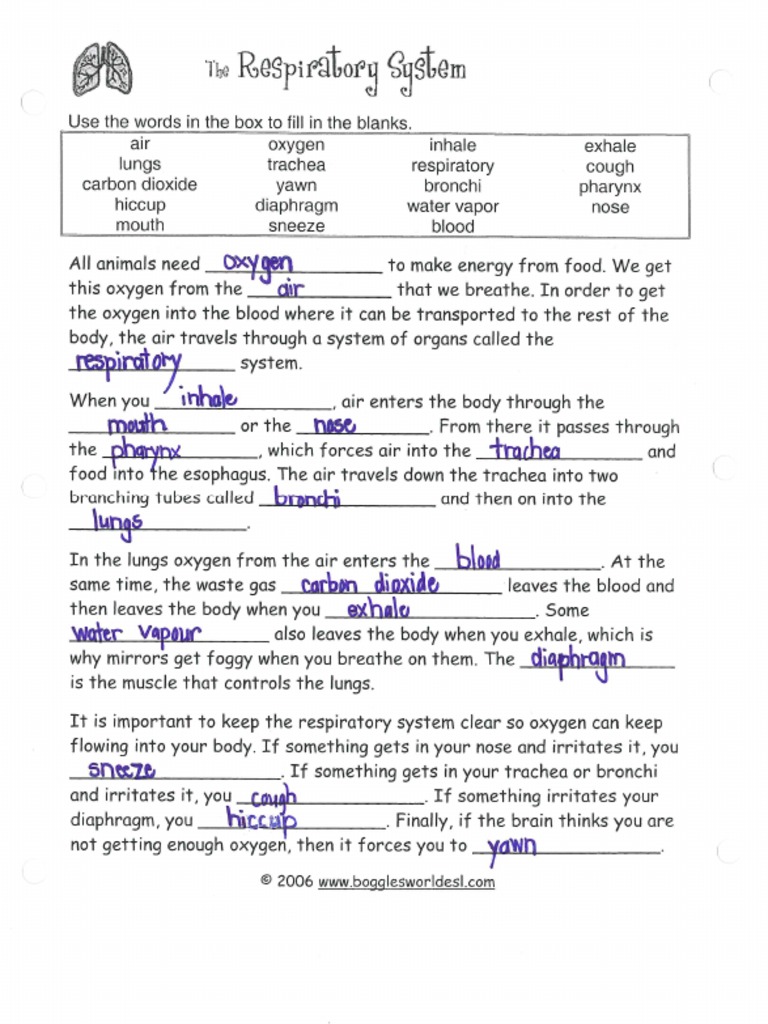 Respiratory System - Word Search Crossword PDF | PDF