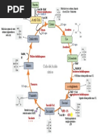 Dextrogira y Levogira | PDF | Chiralidad (Química) | Síntesis química
